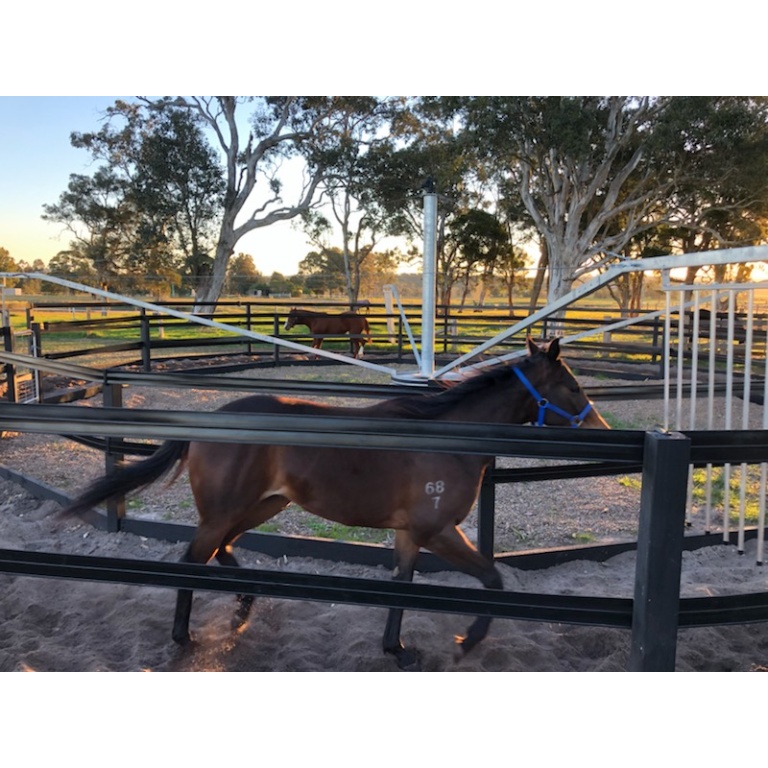 Horse Walkers Supplier in Australia