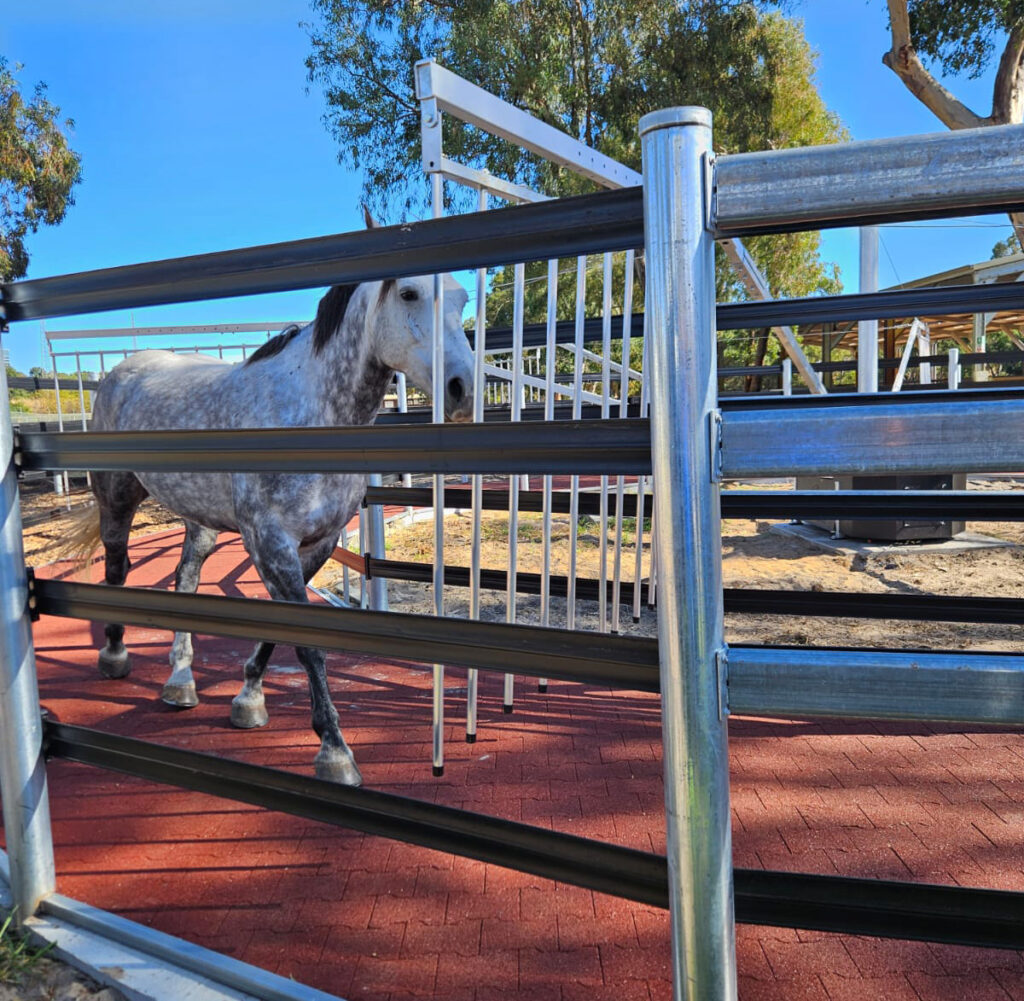 Horse Walkers Supplier in Australia